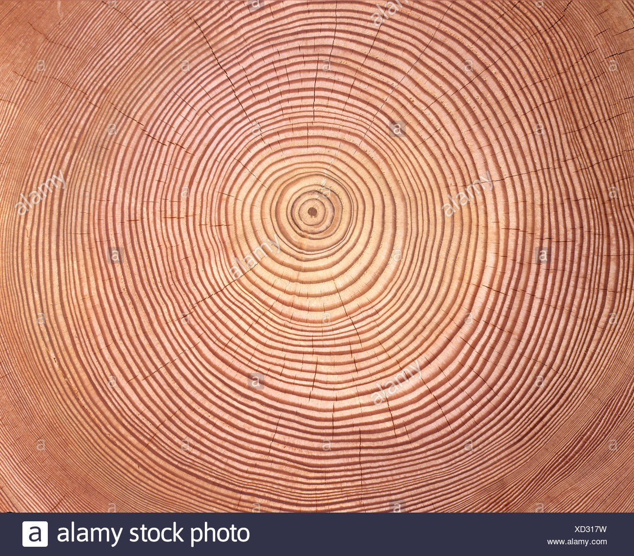 Tree Cross Section Stock Photos & Tree Cross Section Stock Images - Alamy