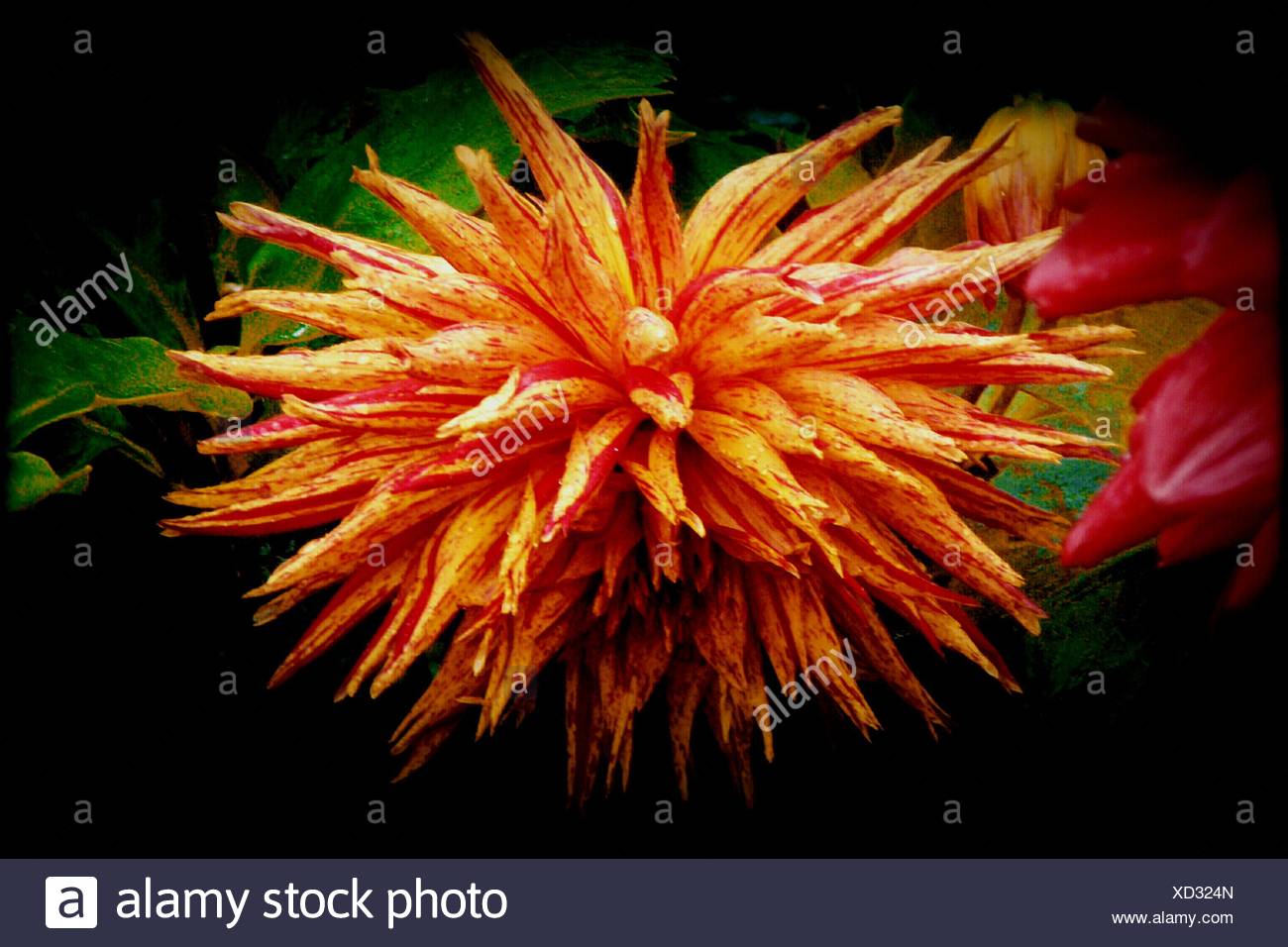 Exploding Flower Stock Photos & Exploding Flower Stock Images - Alamy