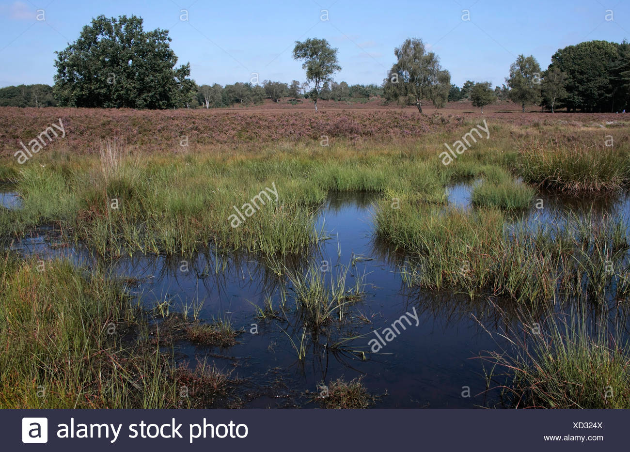 Heideveld High Resolution Stock Photography and Images - Alamy