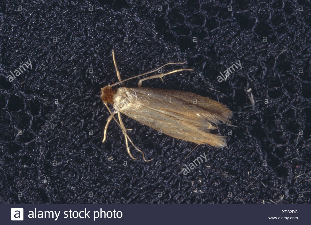 Common Clothes Moth High Resolution Stock Photography and Images - Alamy