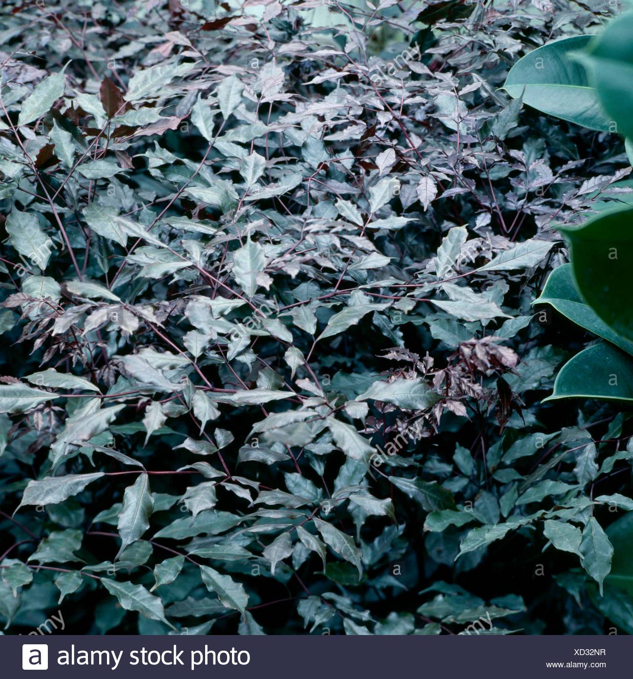 Leea Stock Photos & Leea Stock Images - Alamy