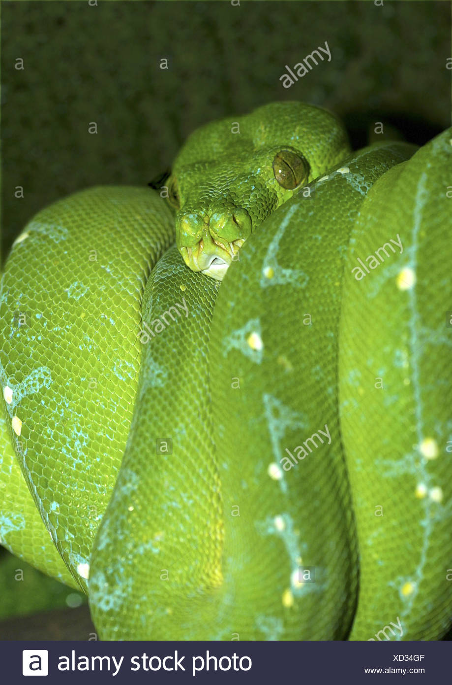 Green Tree Python Chondropython Viridis High Resolution Stock ...