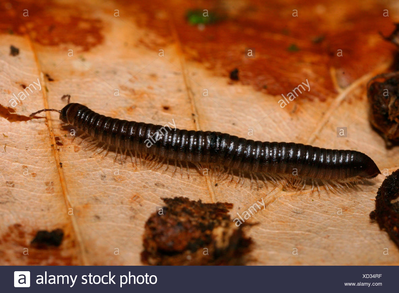 Millepedes Stock Photos & Millepedes Stock Images - Alamy