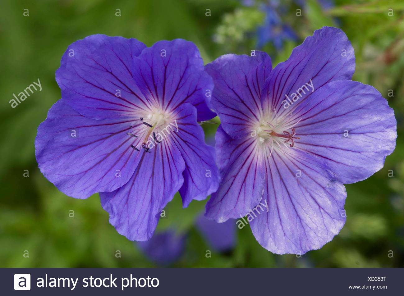 Geranium Orion Stock Photos & Geranium Orion Stock Images - Alamy