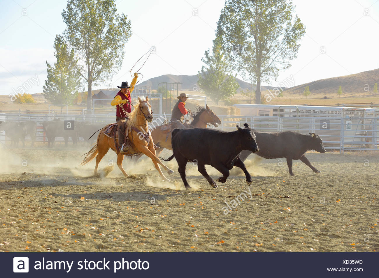 Cowgirl Herding Cattle High Resolution Stock Photography and Images - Alamy