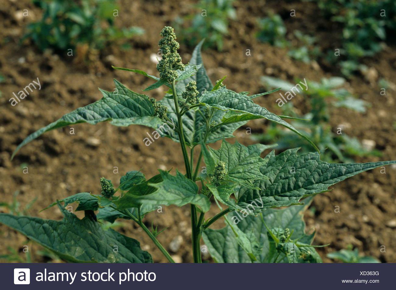 Goosefoot Plant Stock Photos & Goosefoot Plant Stock Images - Alamy