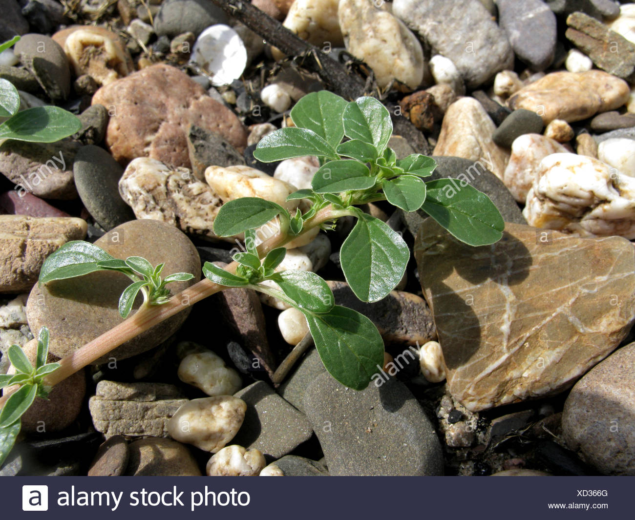 Prostrate Pigweed Stock Photos & Prostrate Pigweed Stock Images - Alamy