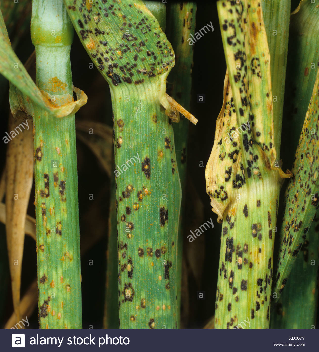 Stem Rust Fungus High Resolution Stock Photography and Images - Alamy