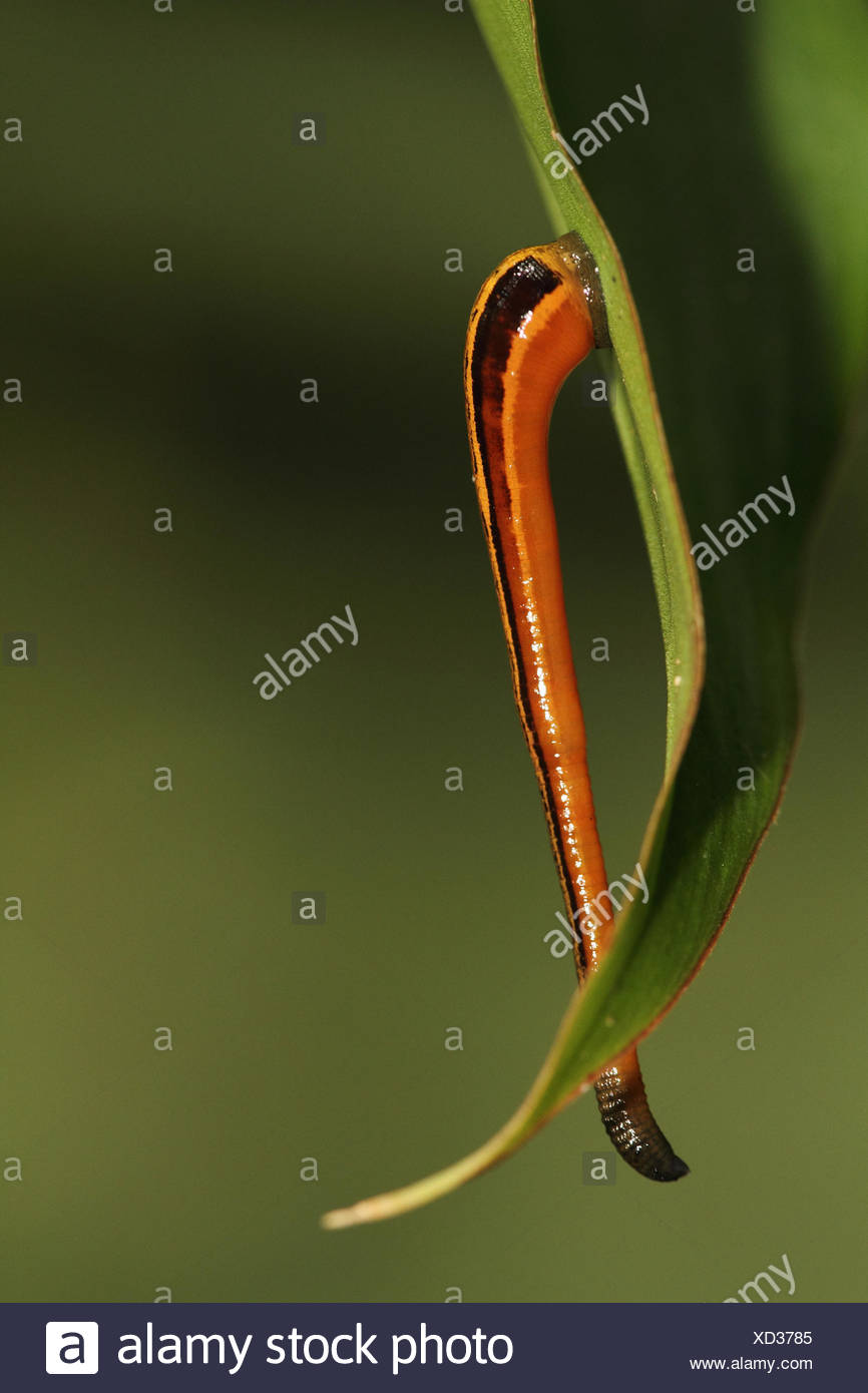 Haemadipsa Picta High Resolution Stock Photography and Images - Alamy