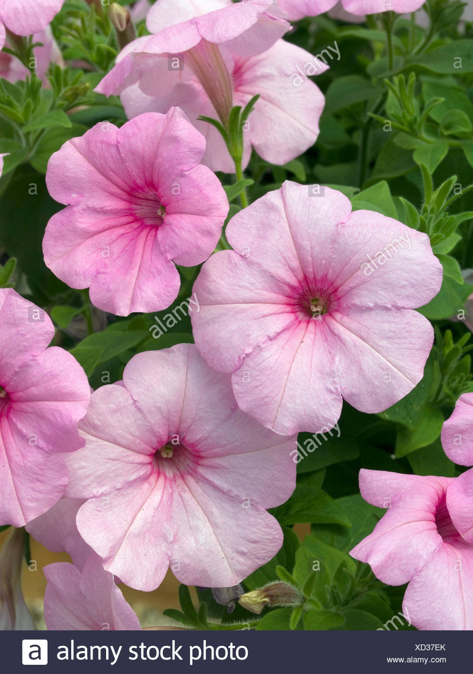 Supertunia Stock Photos & Supertunia Stock Images - Alamy
