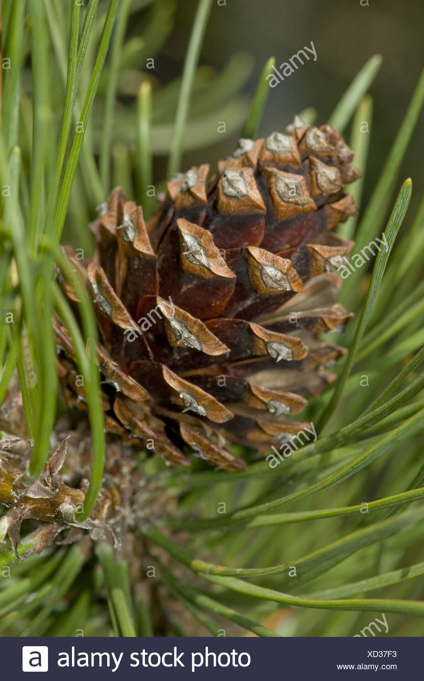 Strobilus Pinus Stock Photos & Strobilus Pinus Stock Images - Alamy