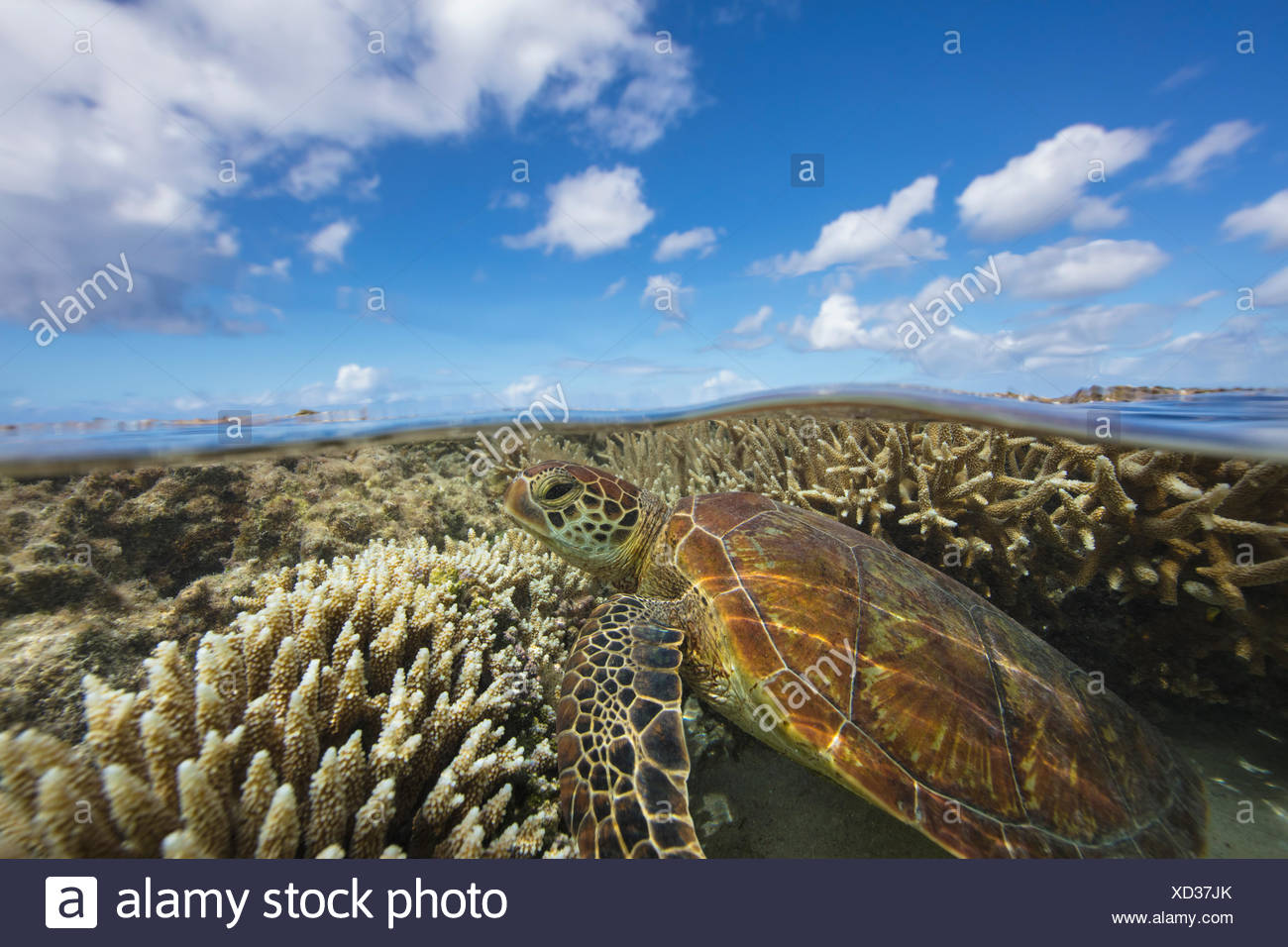 Reef Island High Resolution Stock Photography and Images - Alamy