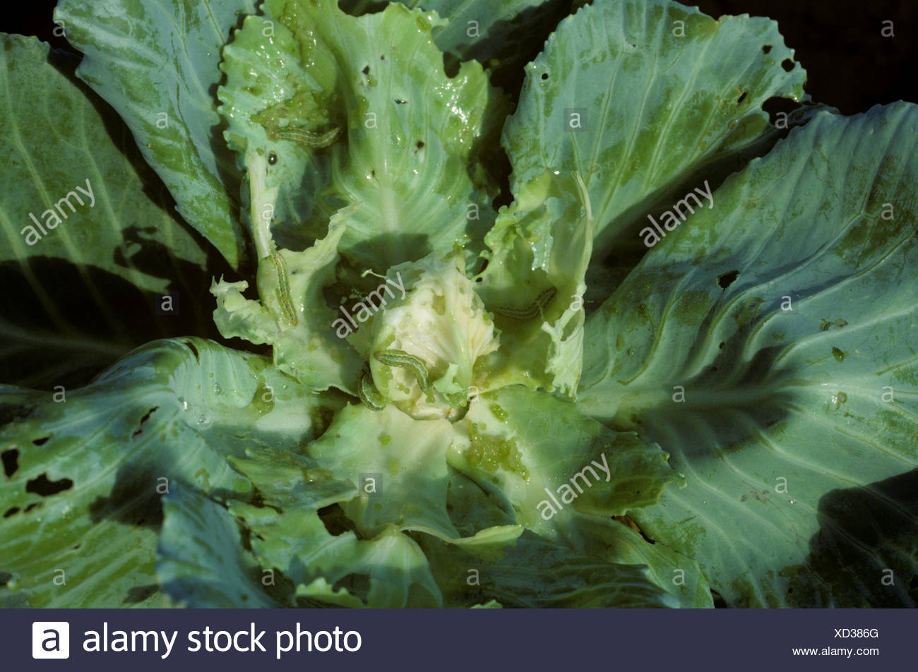 Spodoptera High Resolution Stock Photography and Images - Alamy