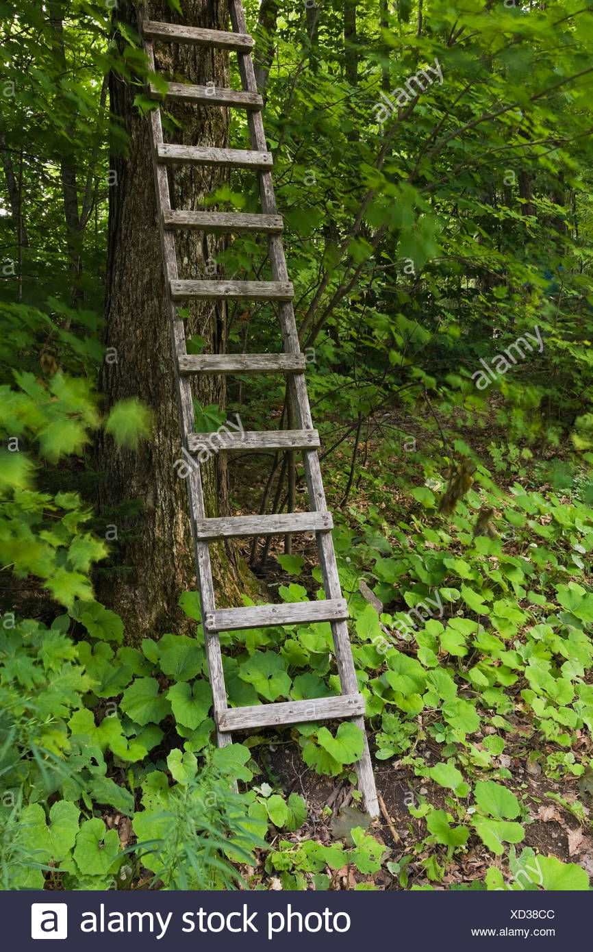 Leaning Against Ladder Stock Photos & Leaning Against Ladder Stock ...