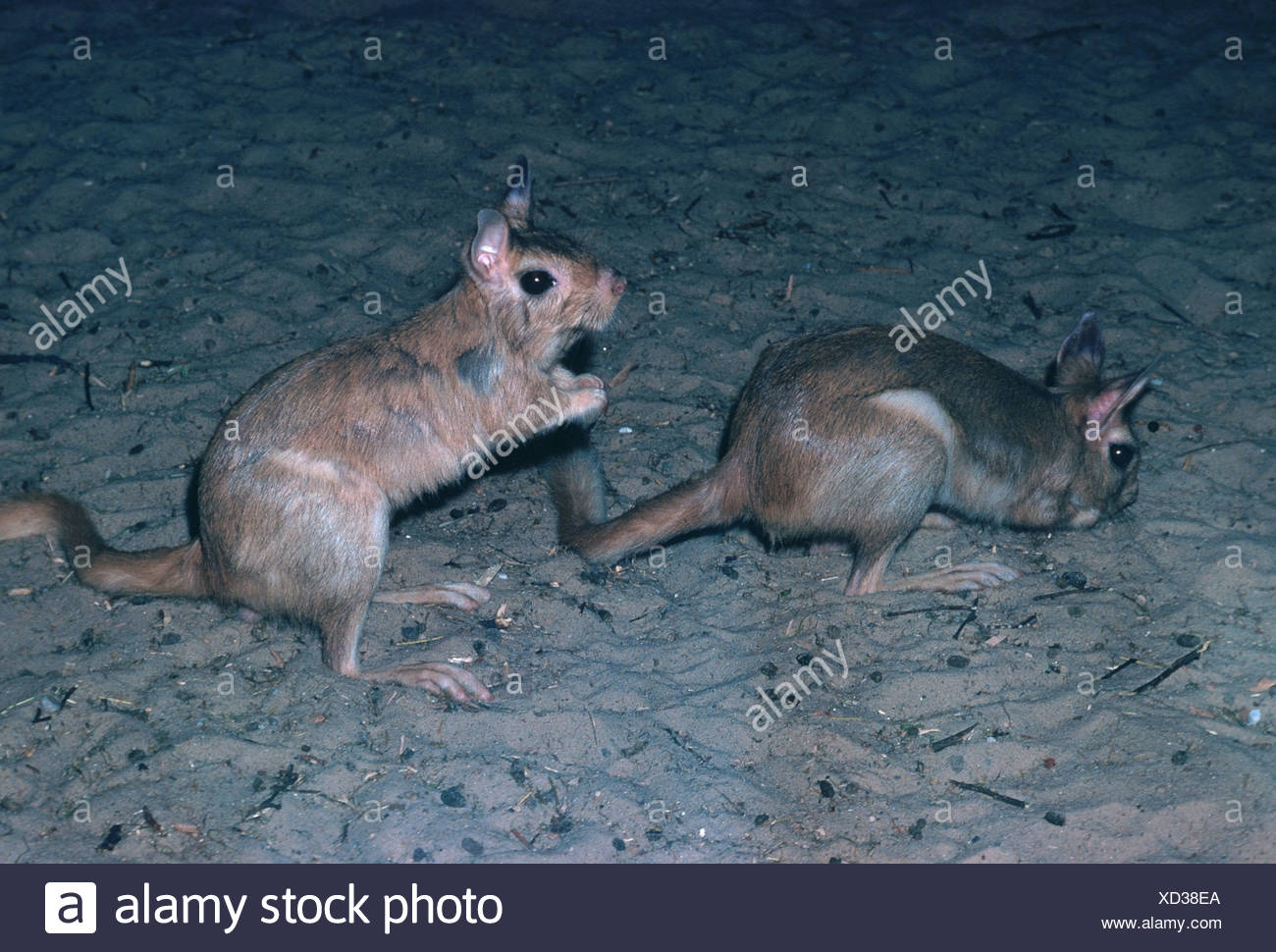 Springhare Stock Photos & Springhare Stock Images - Alamy