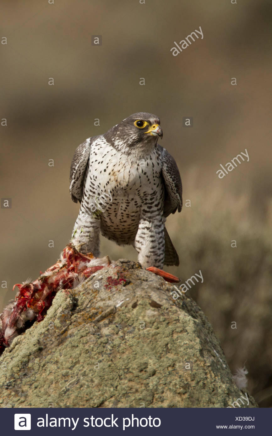 Falco Rusticolus Prey High Resolution Stock Photography and Images - Alamy