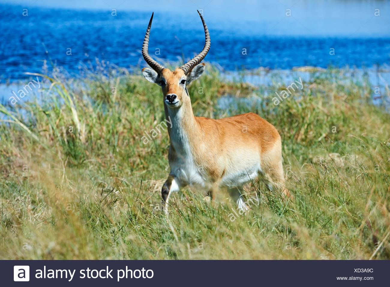The Lechwe Southern Kobus Leche Antelope Botswana High Resolution Stock ...