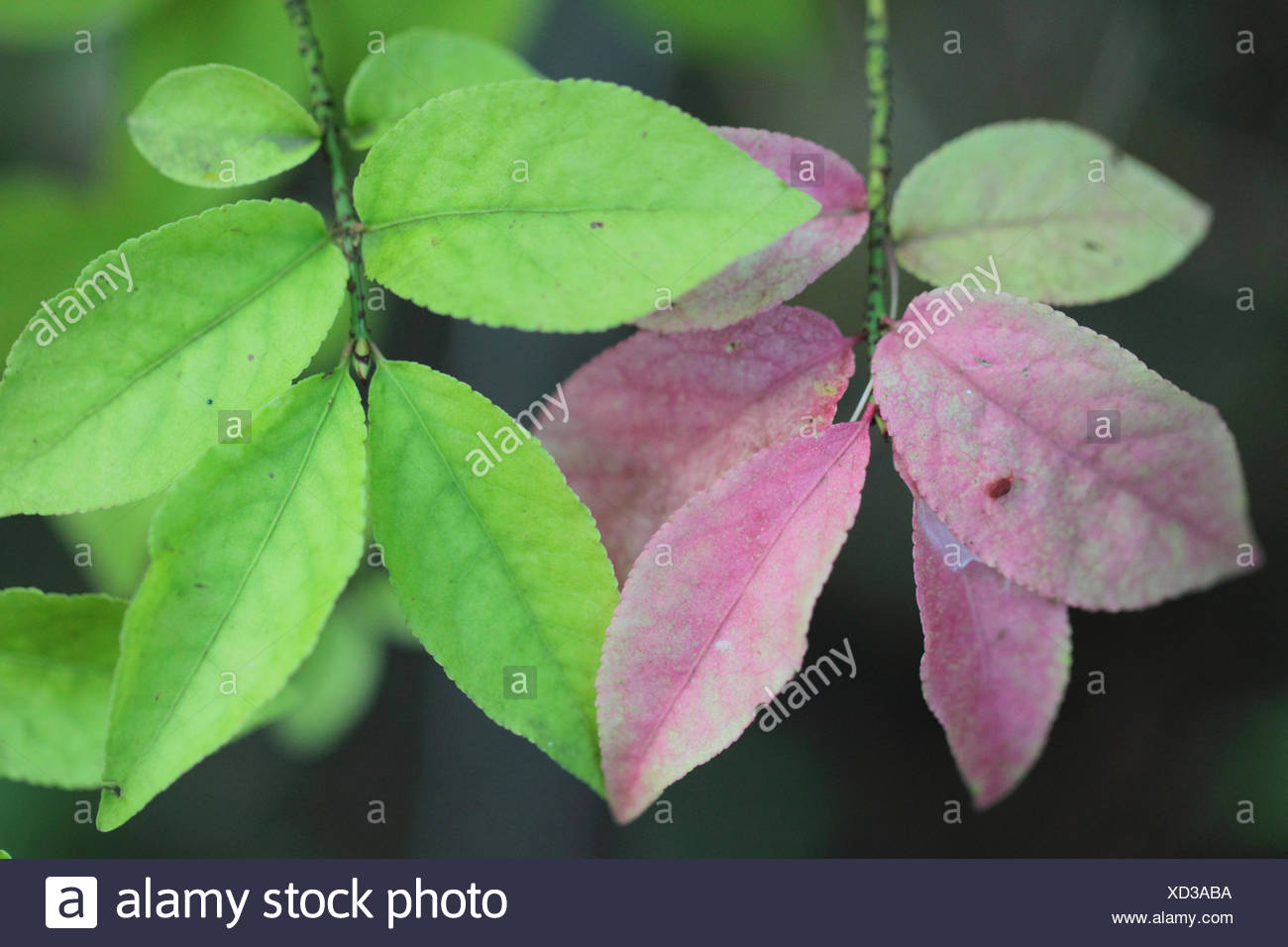 Common Spindle Leaves Stock Photos & Common Spindle Leaves Stock Images ...
