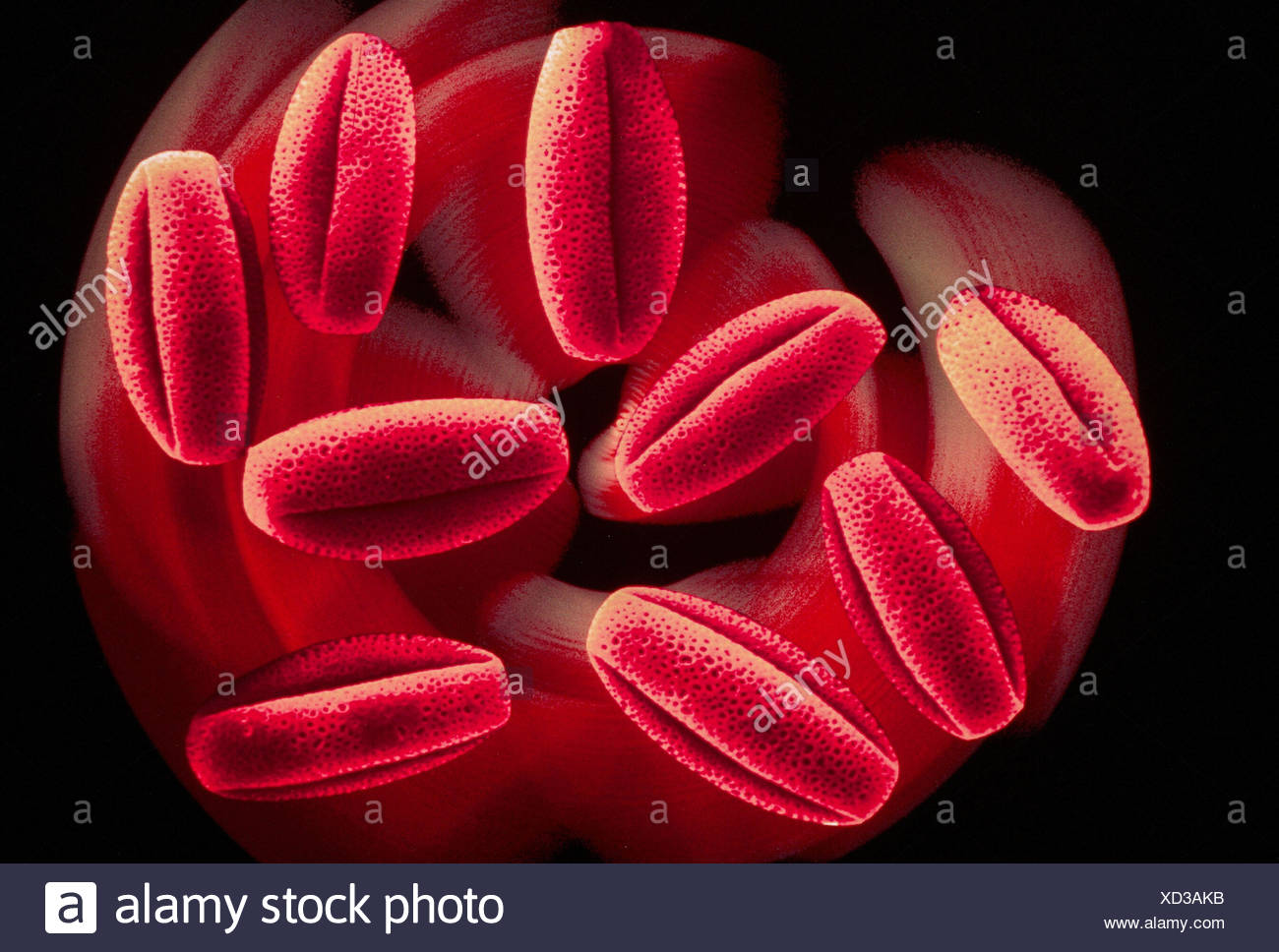 Pollen Electron Microscope High Resolution Stock Photography and Images ...