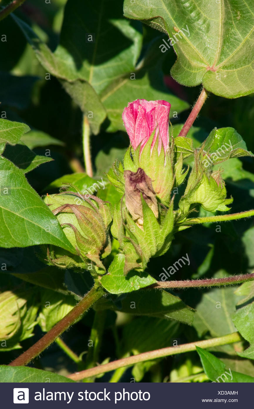 Cotton Blossoms High Resolution Stock Photography and Images - Alamy