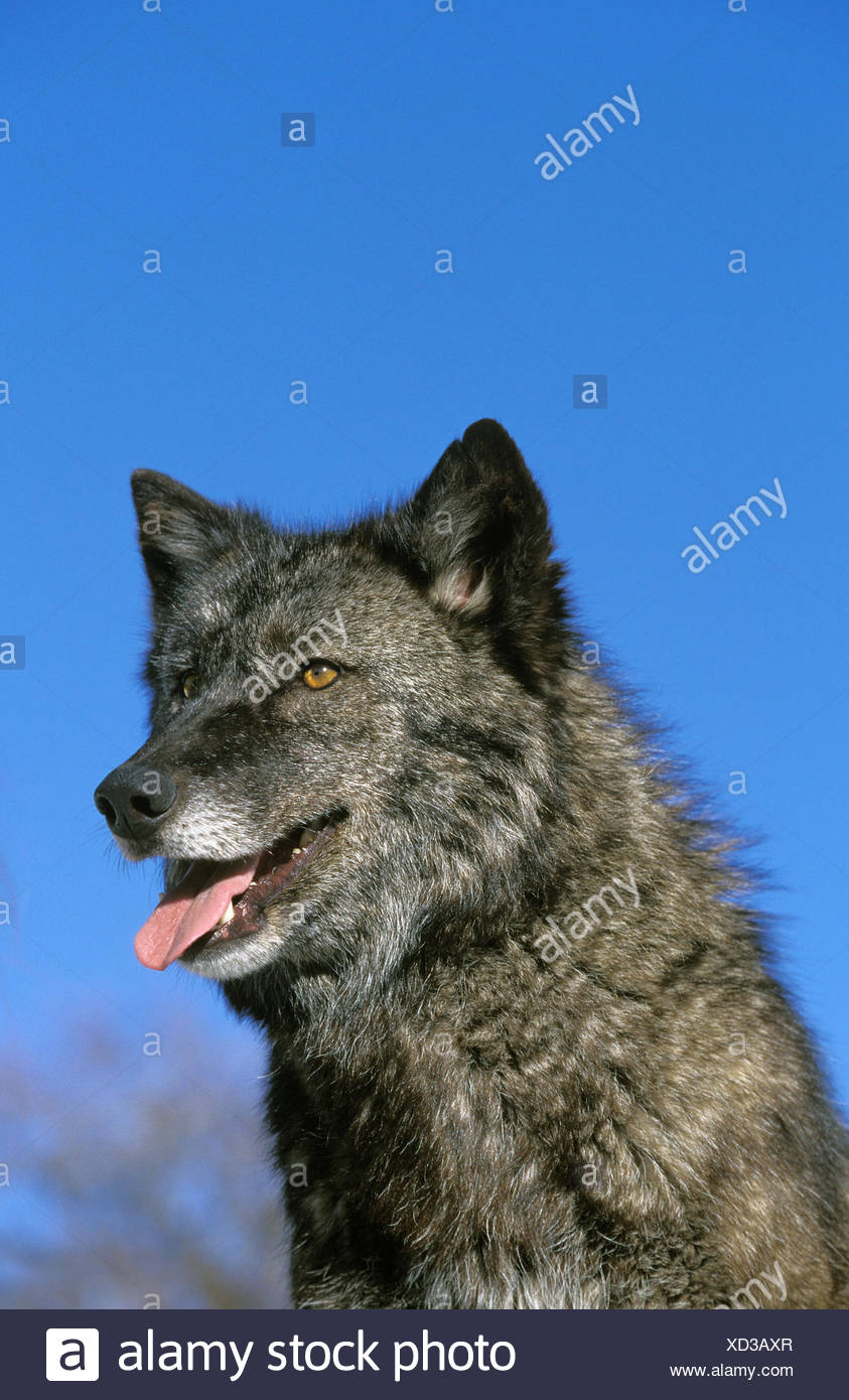 Mackenzie Valley Wolves High Resolution Stock Photography and Images ...
