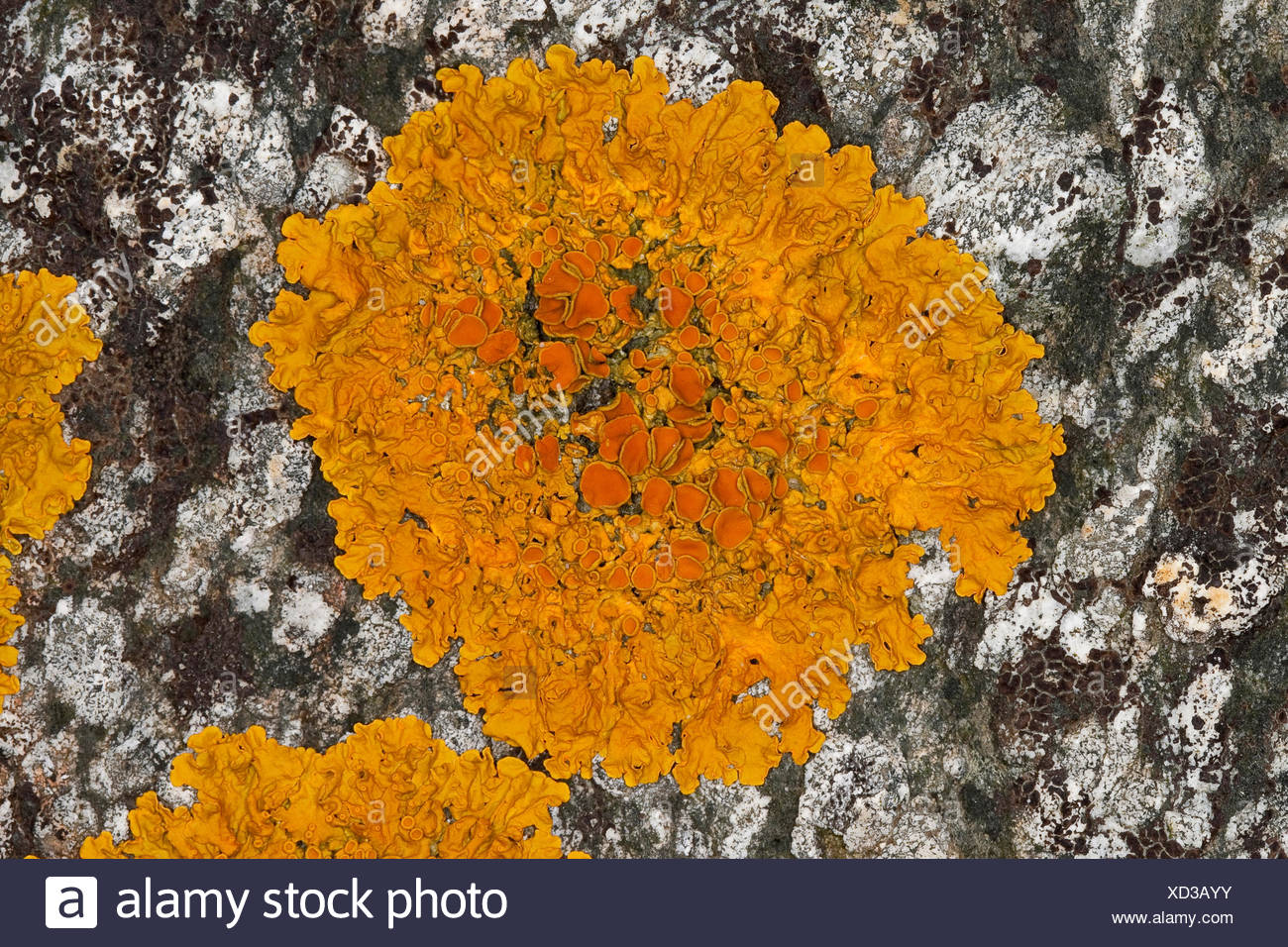 Maritime Sunburst Lichen High Resolution Stock Photography and Images ...