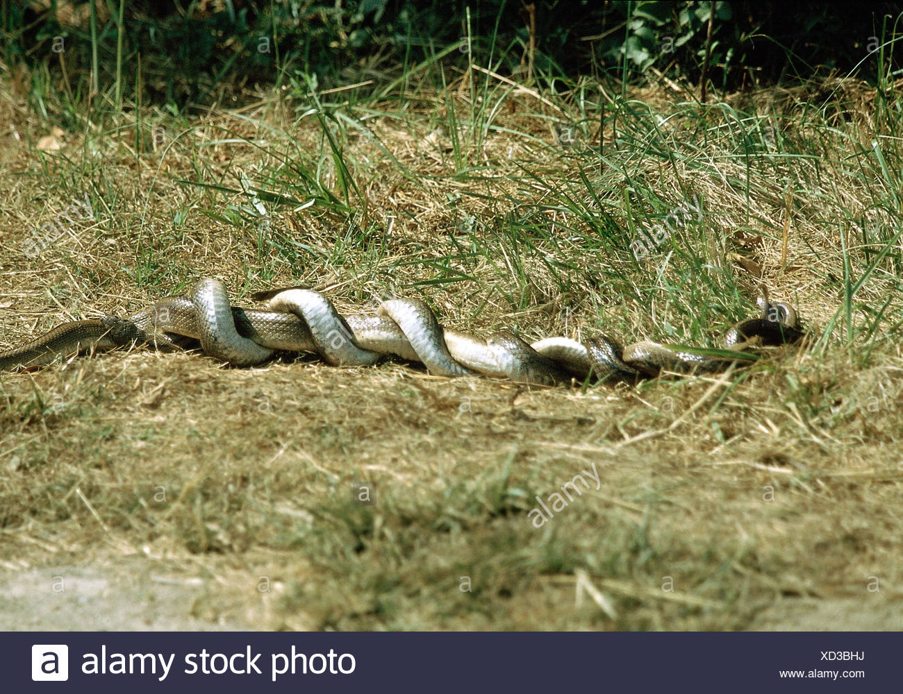 Ladder Snakes High Resolution Stock Photography and Images - Alamy