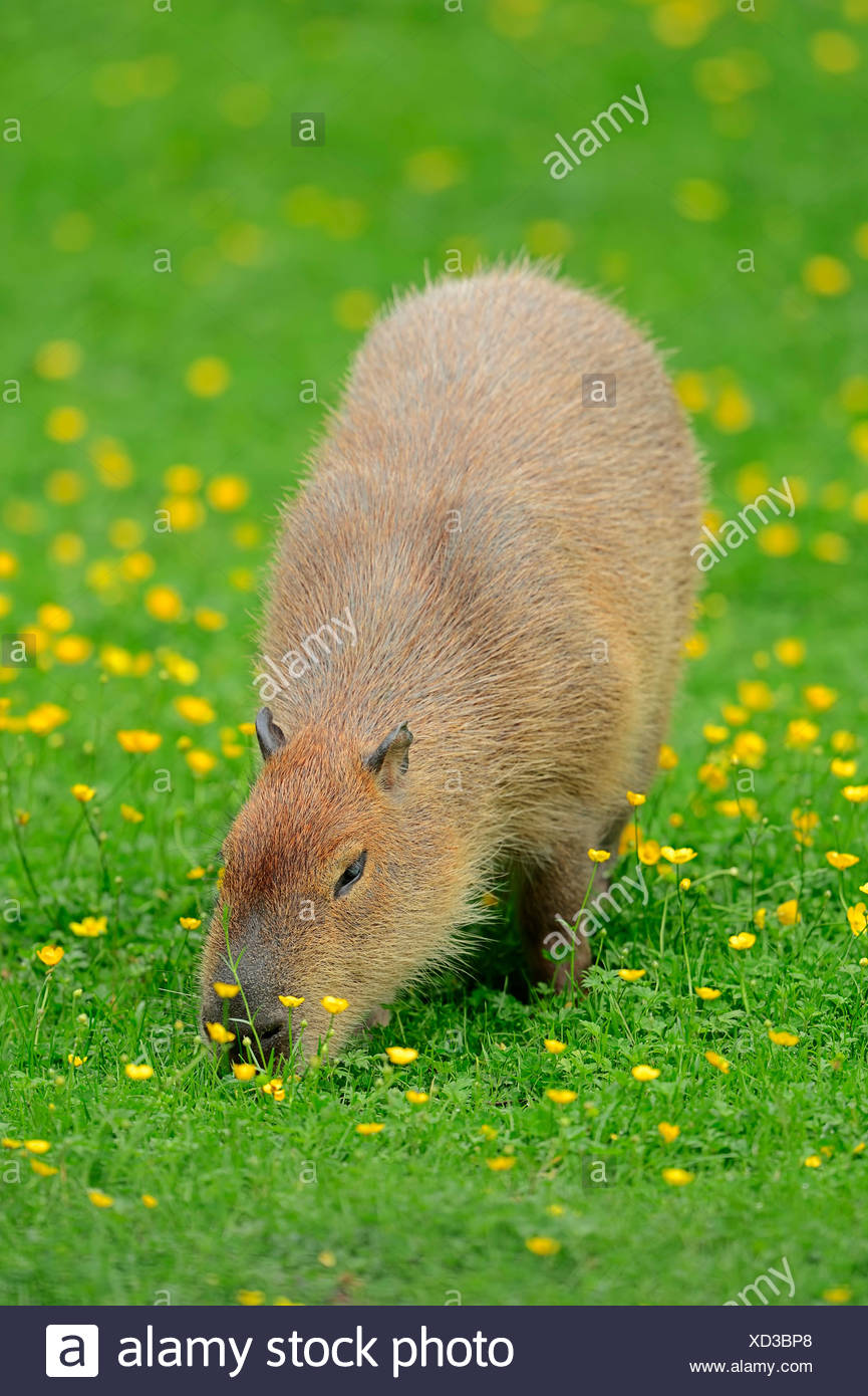 Capybara Eating High Resolution Stock Photography and Images - Alamy