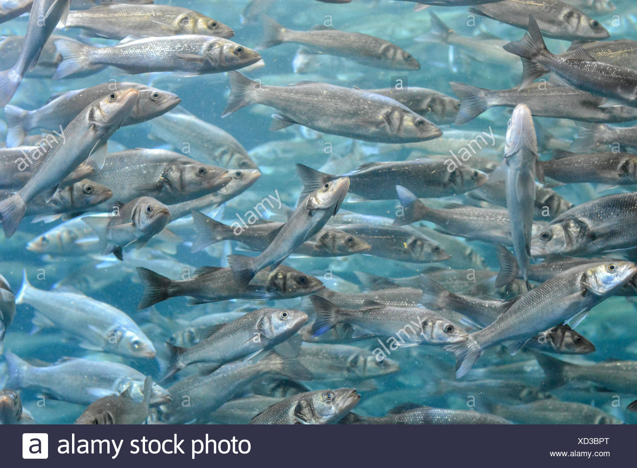 Silver Bass Fish High Resolution Stock Photography and Images - Alamy