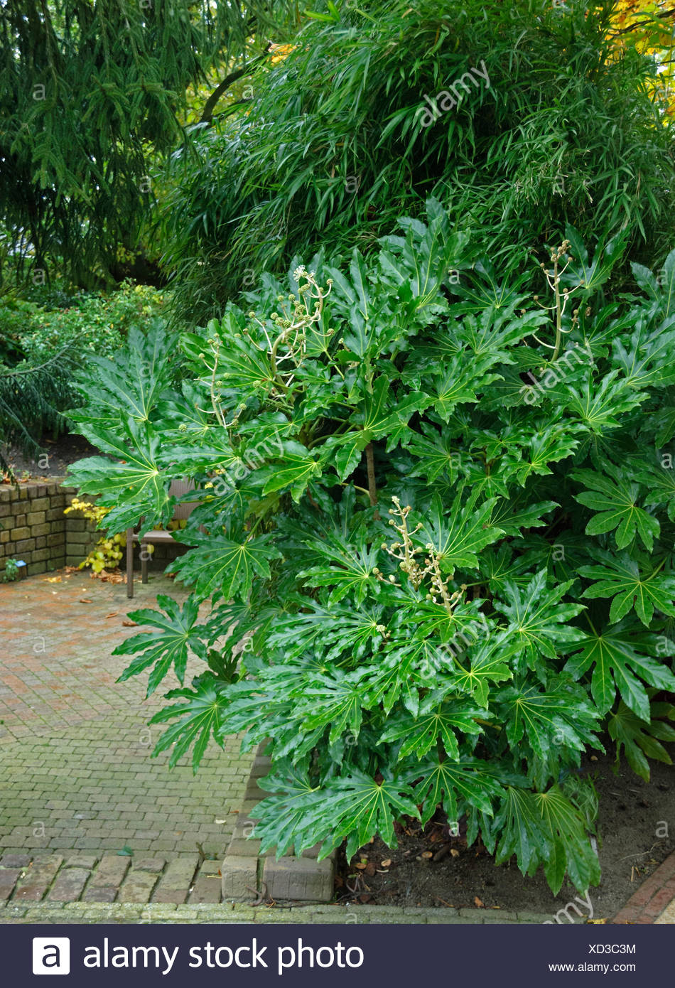 Japanese Aralia Fatsia Japonica High Resolution Stock Photography and ...