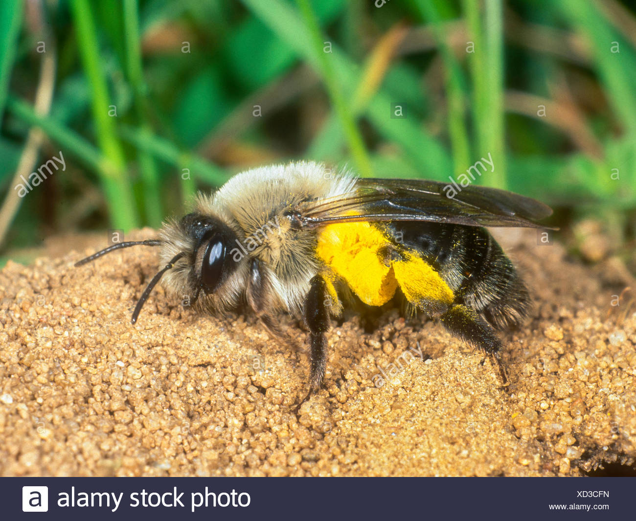 Sandbienen High Resolution Stock Photography and Images - Alamy