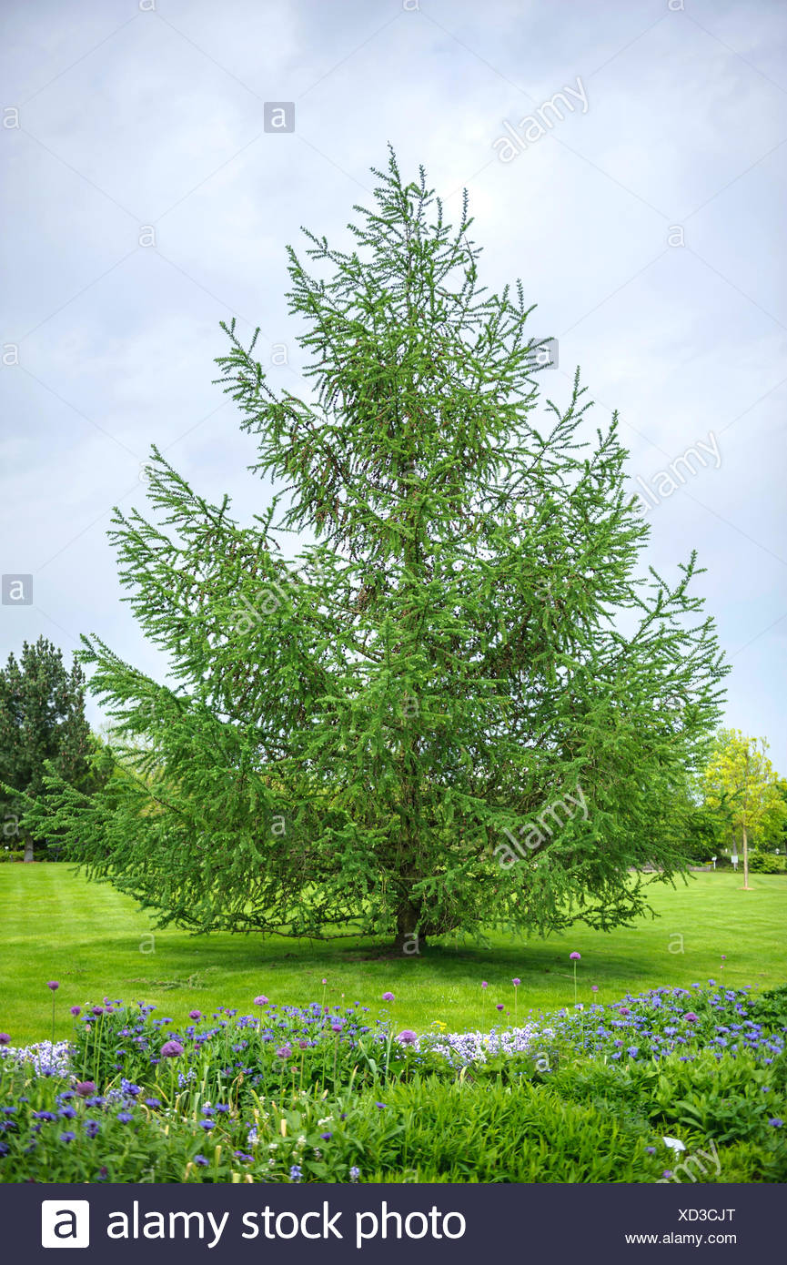 Pinaceae Larix Kaempferi High Resolution Stock Photography and Images ...