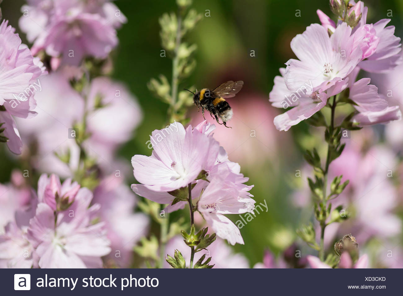 Prairie Mallow Sidalcea Malviflora High Resolution Stock Photography ...