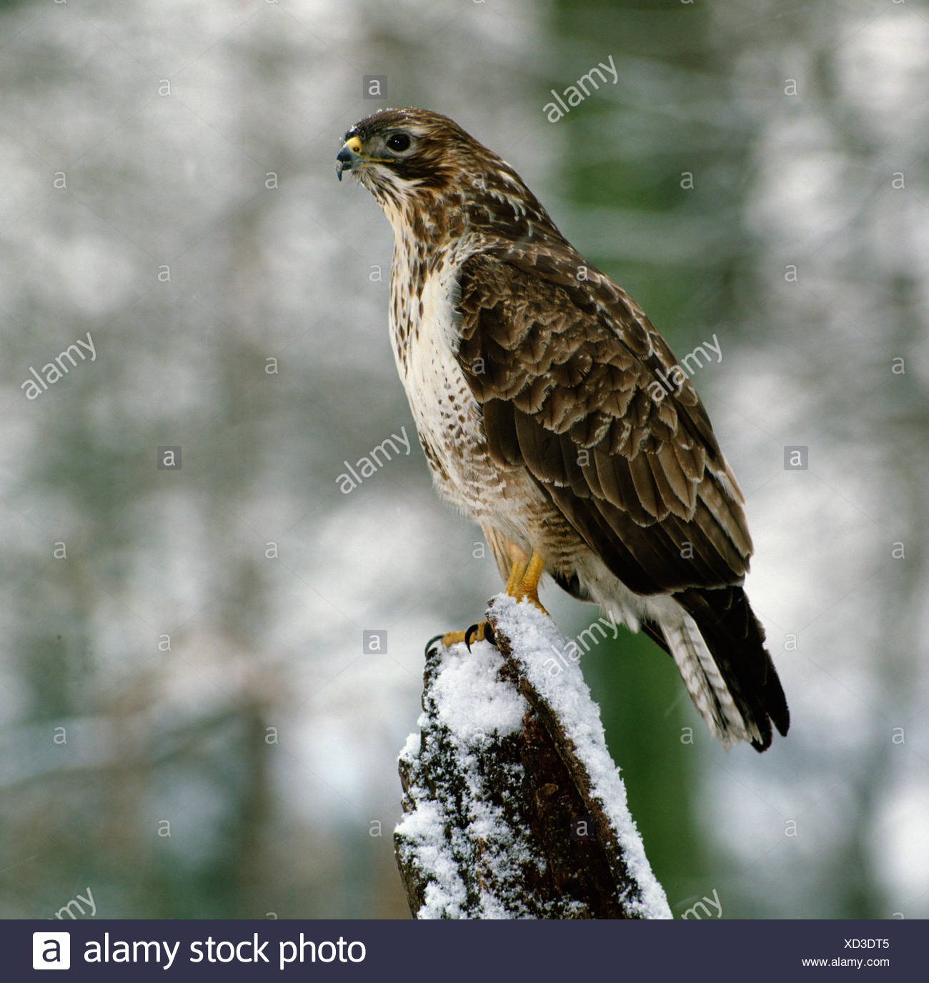 European Buzzard High Resolution Stock Photography and Images - Alamy