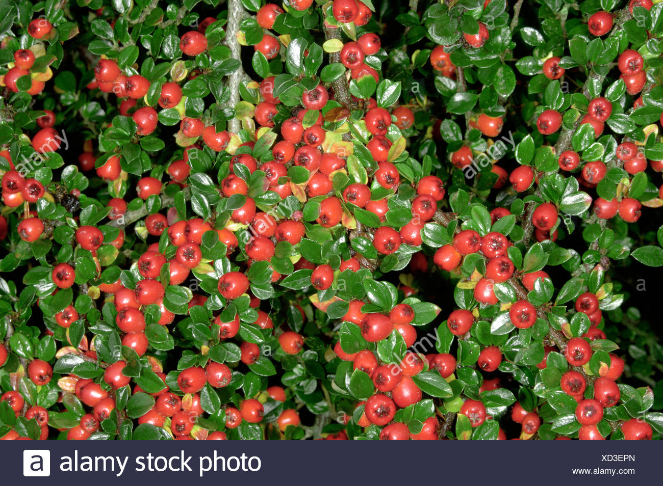 Wall Cotoneaster Cotoneaster Horizontalis Stock Photos & Wall ...