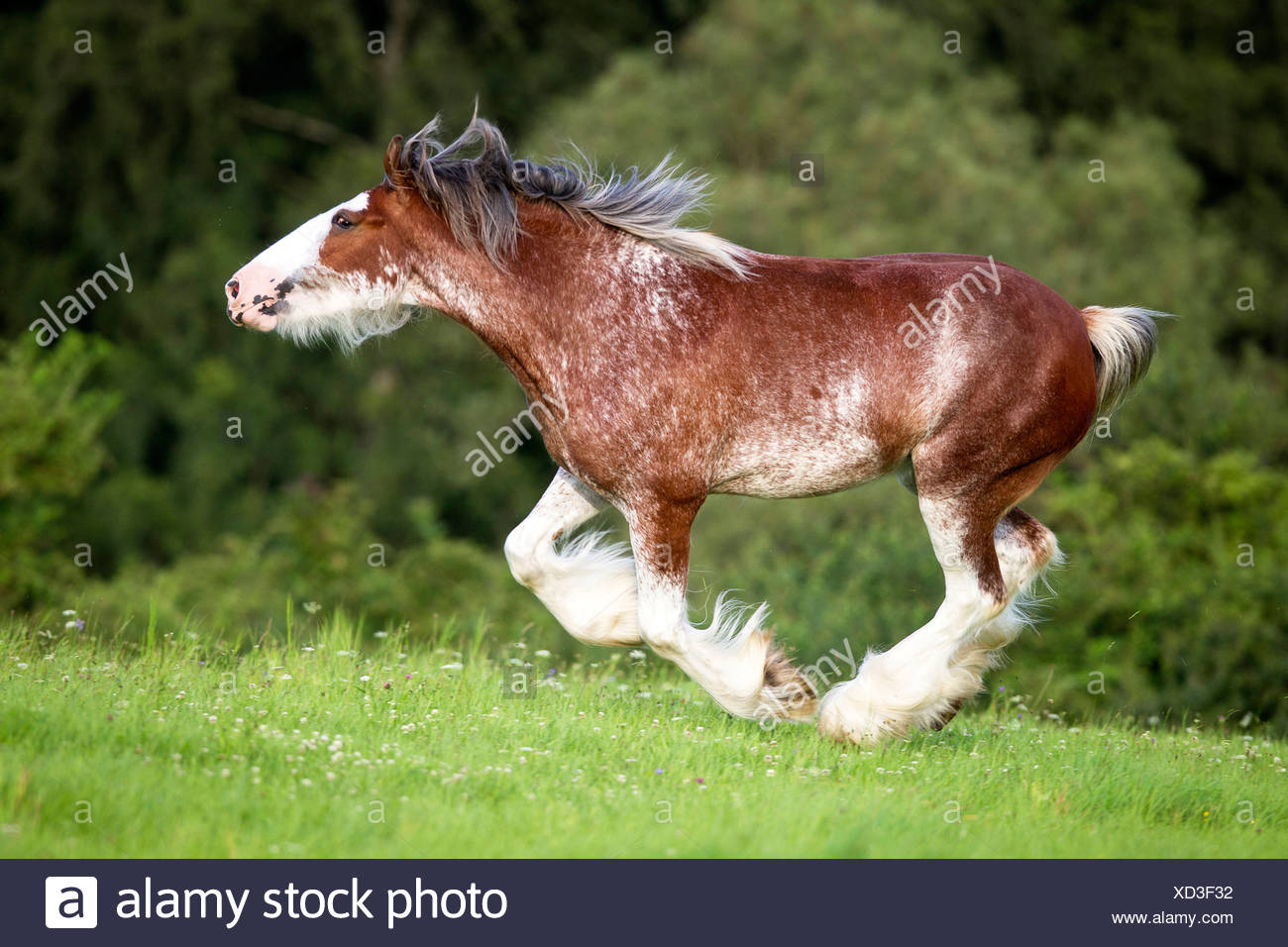 Clydesdale Mare Galloping Pasture High Resolution Stock Photography and ...