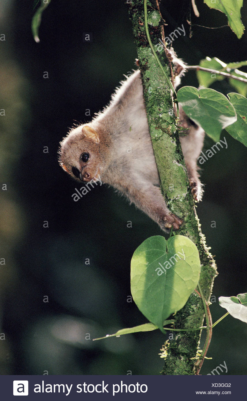 Night Monkeys Tree High Resolution Stock Photography and Images - Alamy