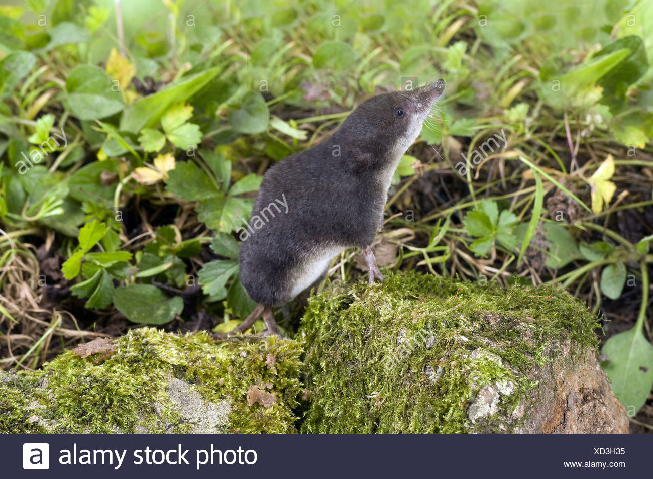 European Shrew High Resolution Stock Photography and Images - Alamy