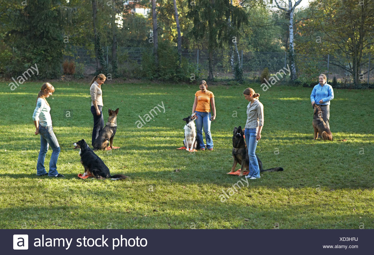 Obedience School High Resolution Stock Photography and Images - Alamy