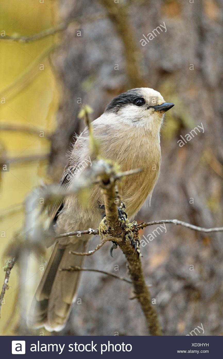 Grey Jay Habitat High Resolution Stock Photography and Images - Alamy