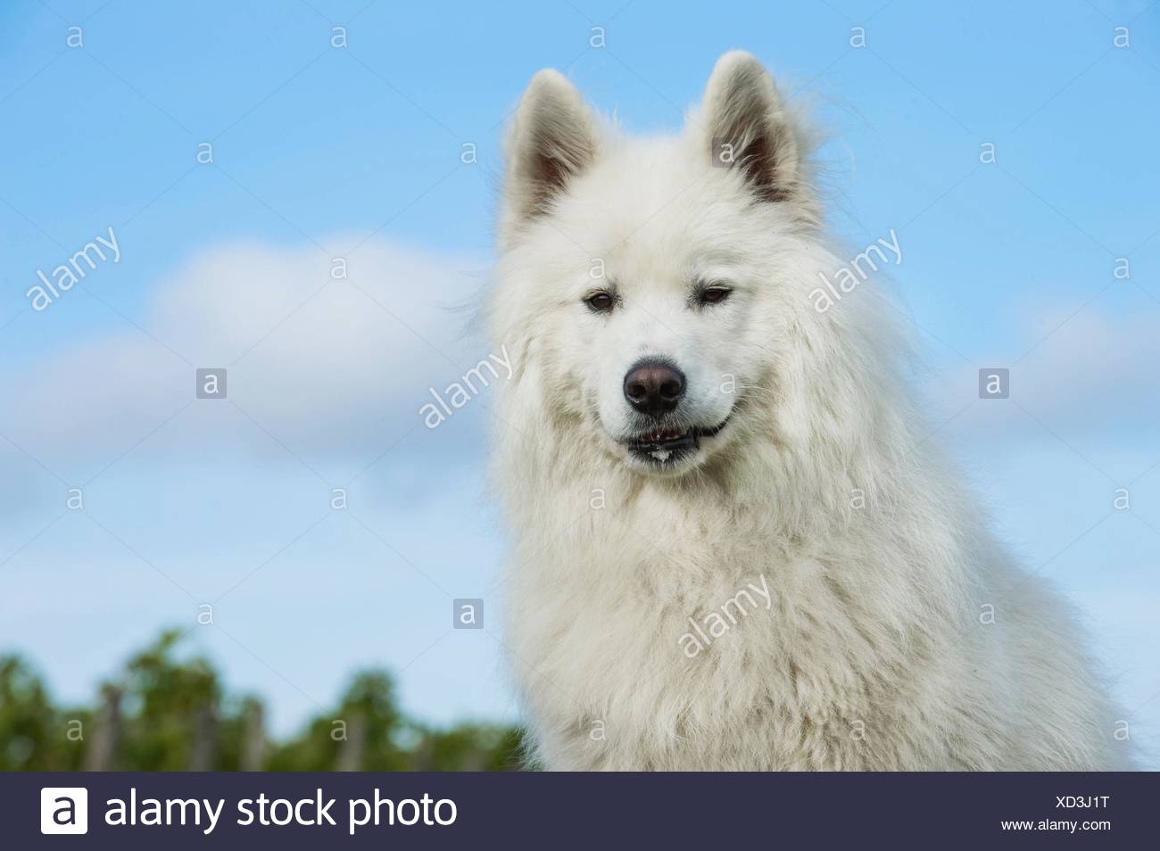 Samoyed Head High Resolution Stock Photography and Images - Alamy