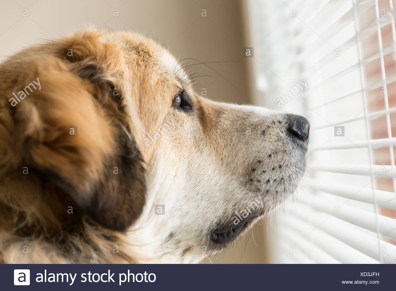 Dog Peeking Out Stock Photos & Dog Peeking Out Stock Images - Alamy