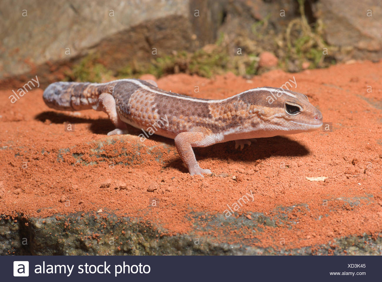African Fat Tailed Geckos High Resolution Stock Photography and Images ...