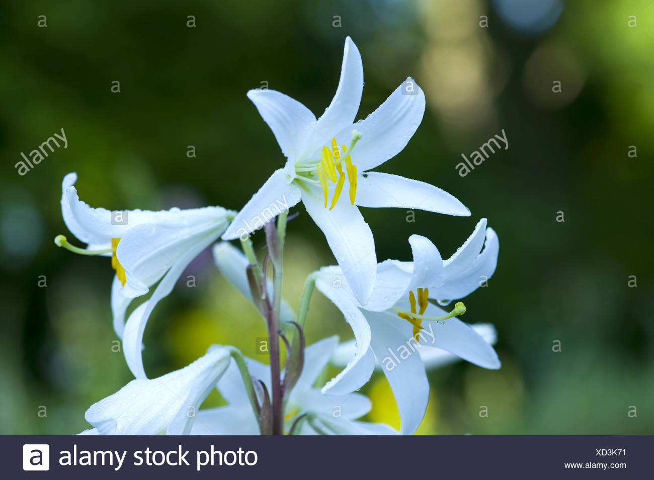 Lilium Candidum Bloom High Resolution Stock Photography and Images - Alamy