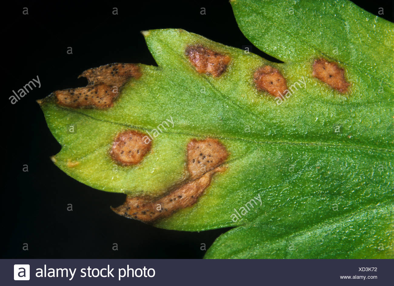 Septoria Stock Photos & Septoria Stock Images - Alamy