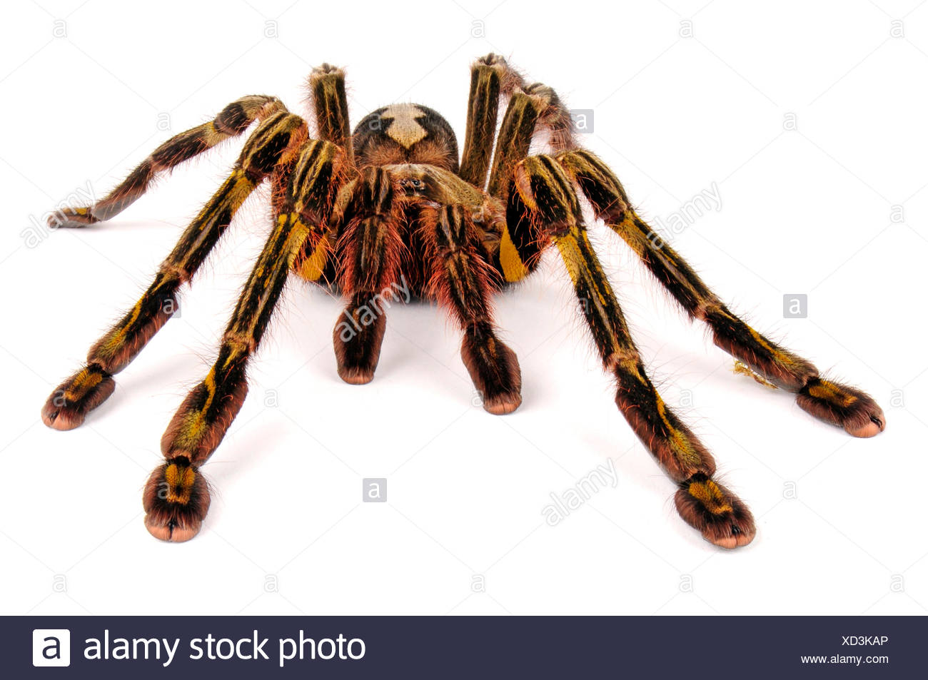 Tarantulas High Resolution Stock Photography and Images - Alamy