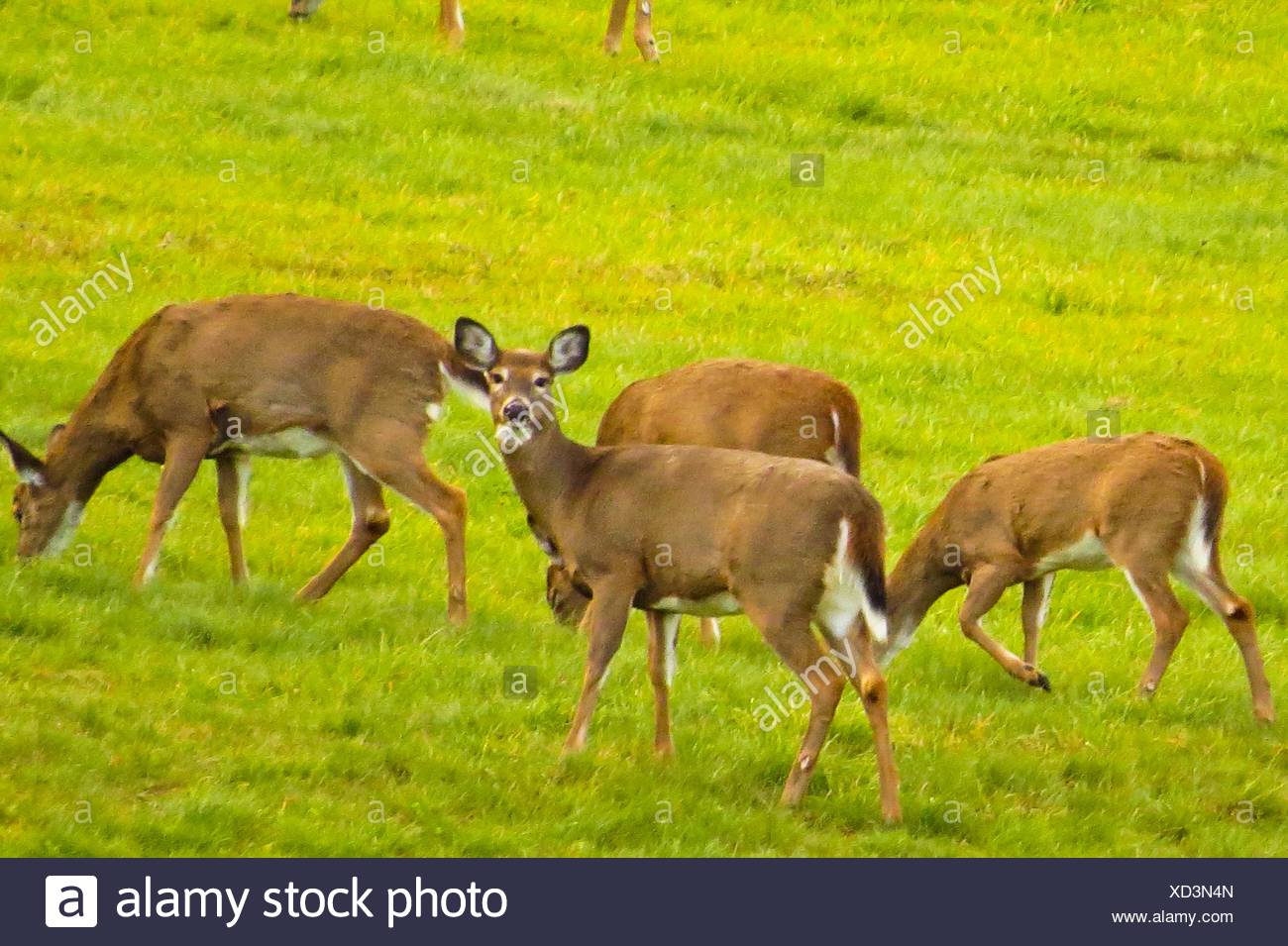 Female White Tailed Deer High Resolution Stock Photography and Images ...
