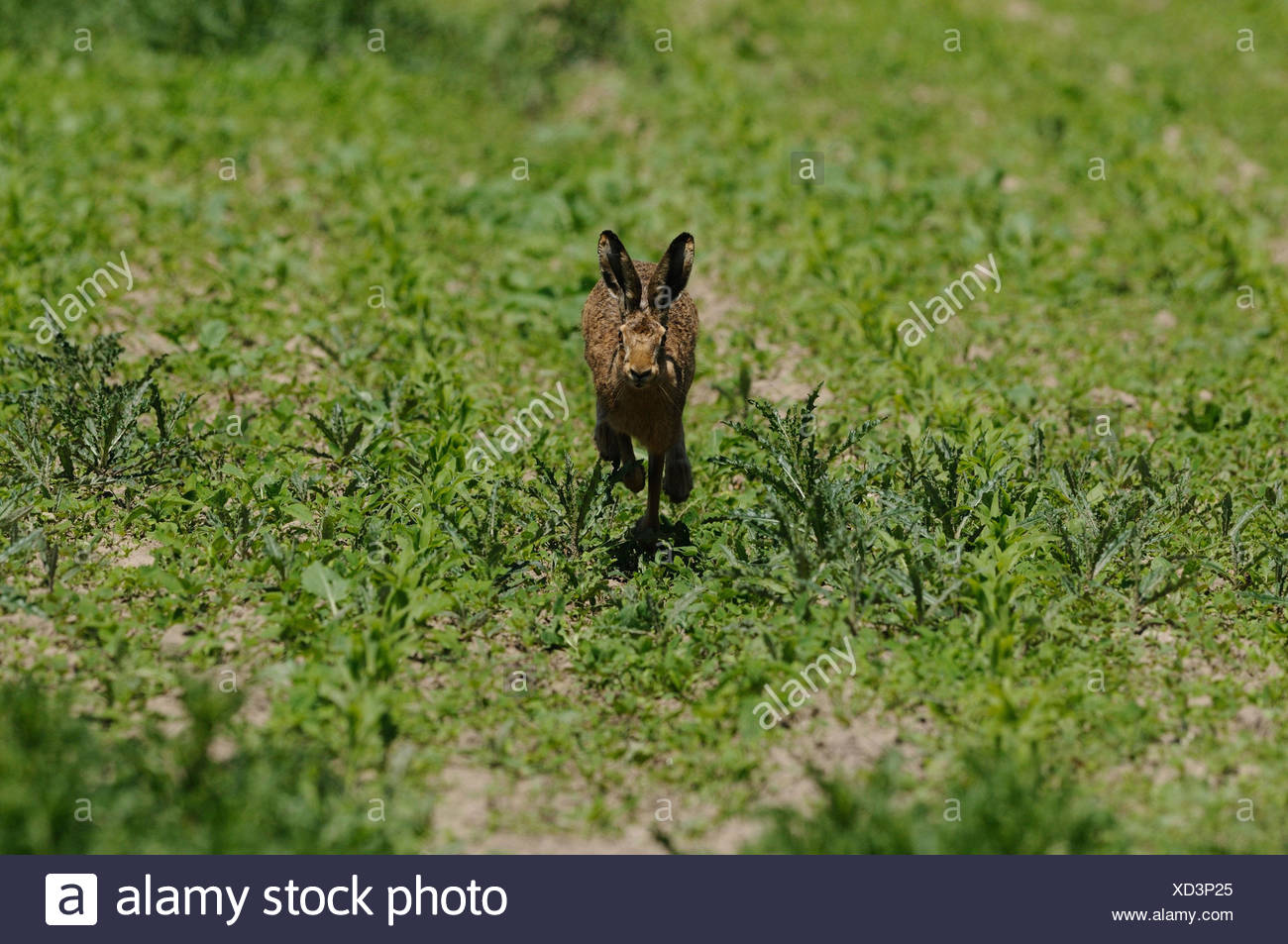 Hare Front View Stock Photos & Hare Front View Stock Images - Alamy