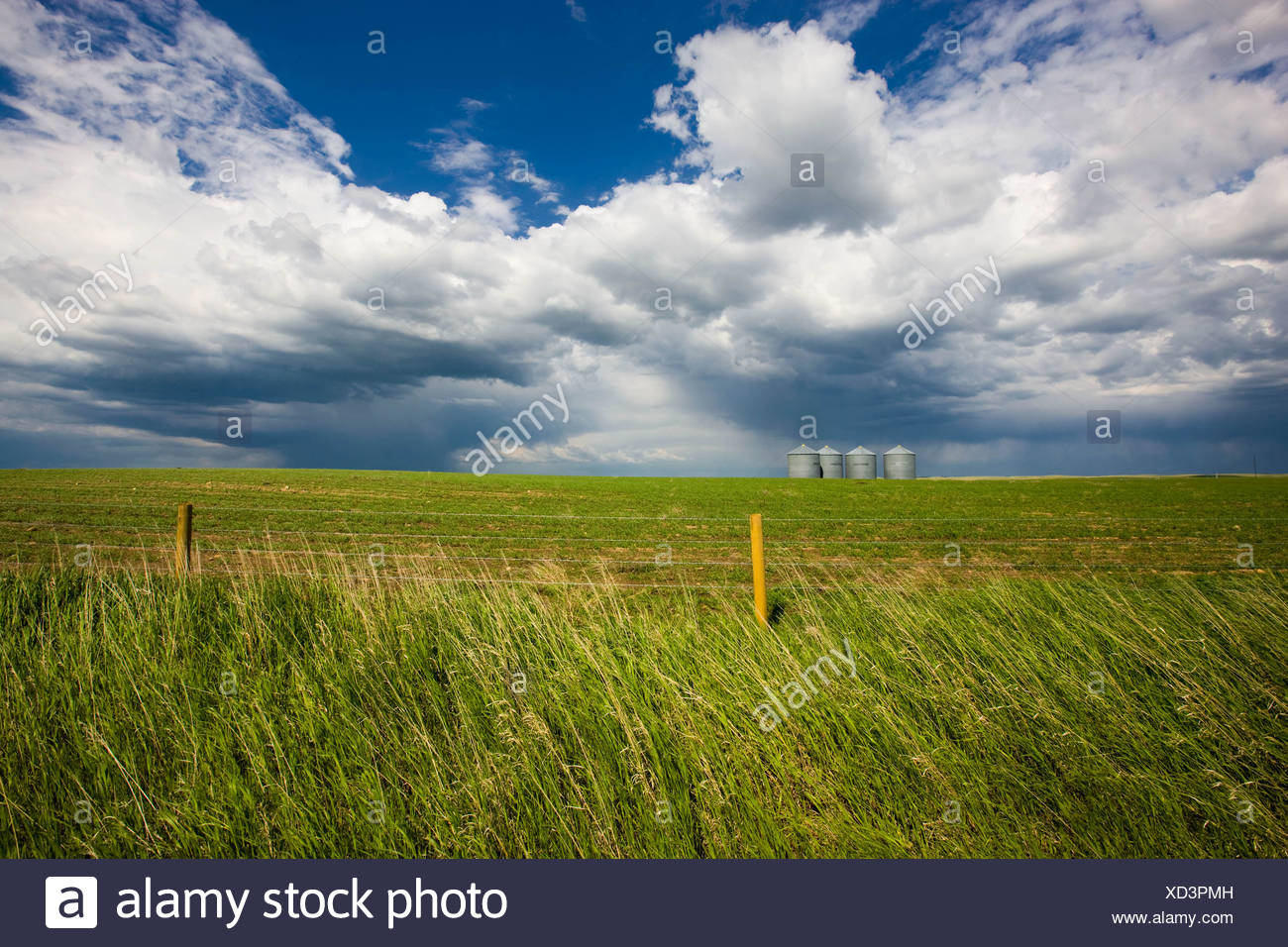 Wheat Field Prairies Alberta High Resolution Stock Photography and ...