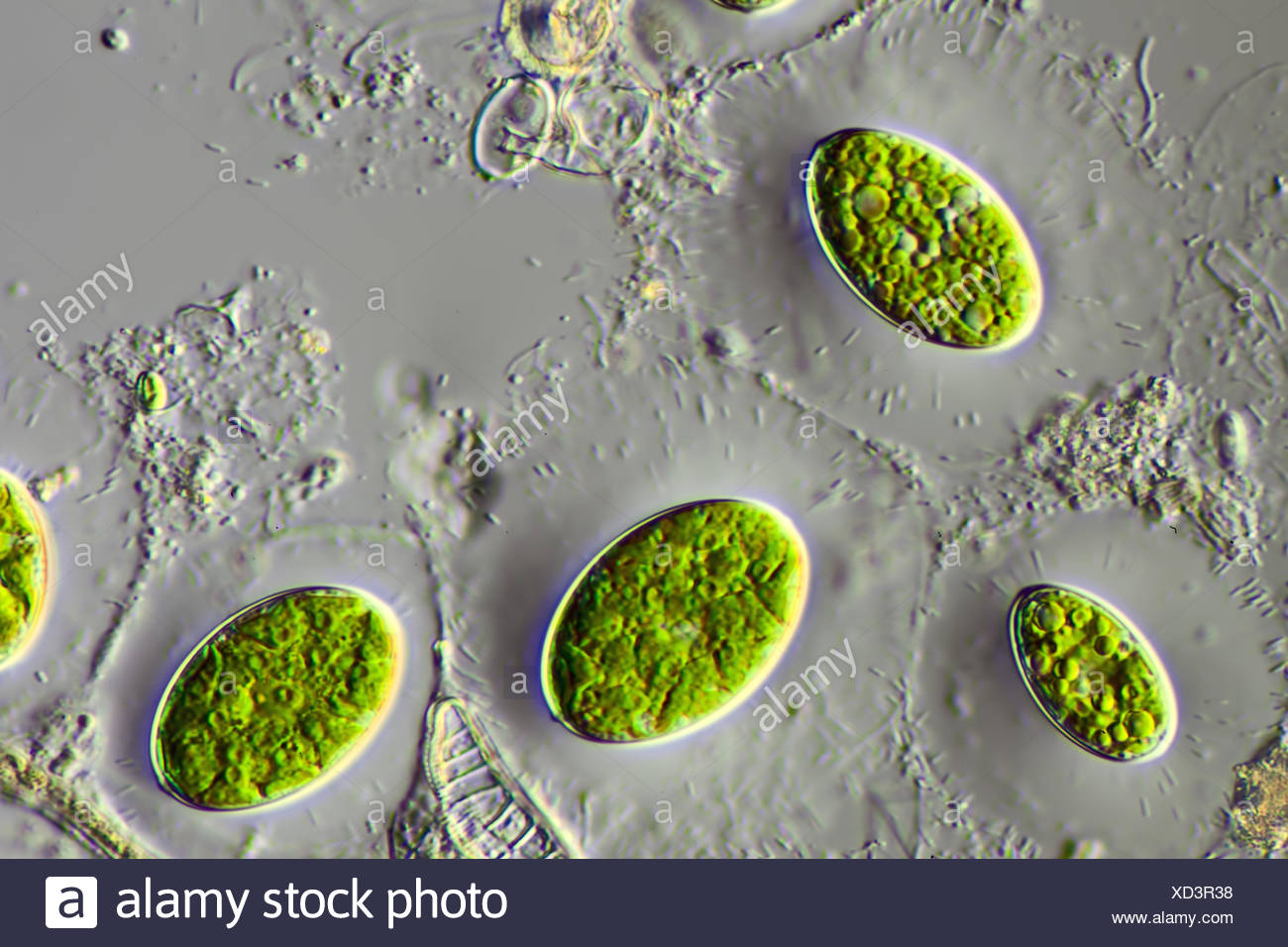 Green Algae Microscope Stock Photos & Green Algae Microscope Stock ...